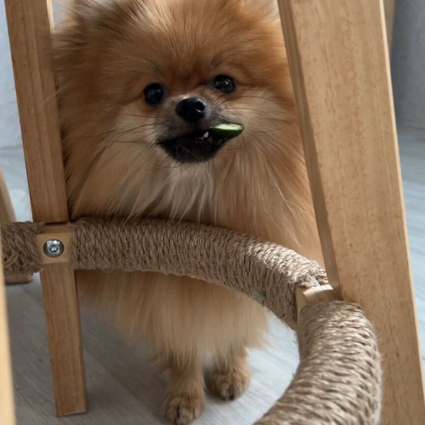 Померанский шпиц кабаль 1 год