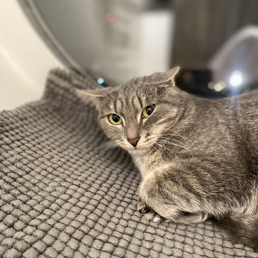 Взрослая, кошка в добрые руки