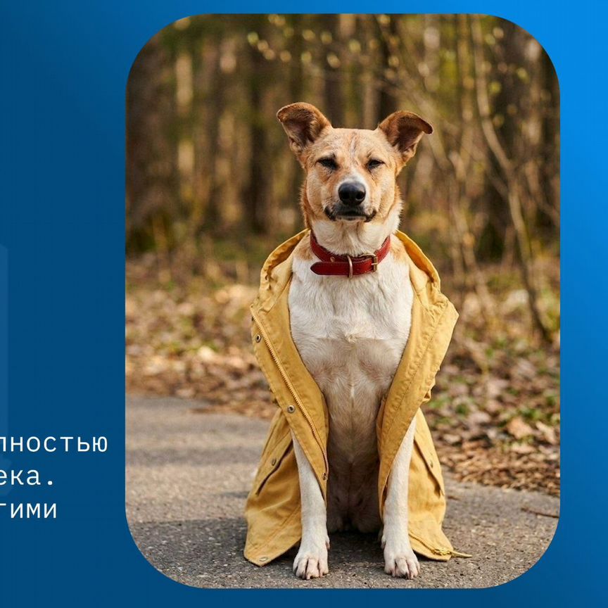 Взрослая собака в добрые руки