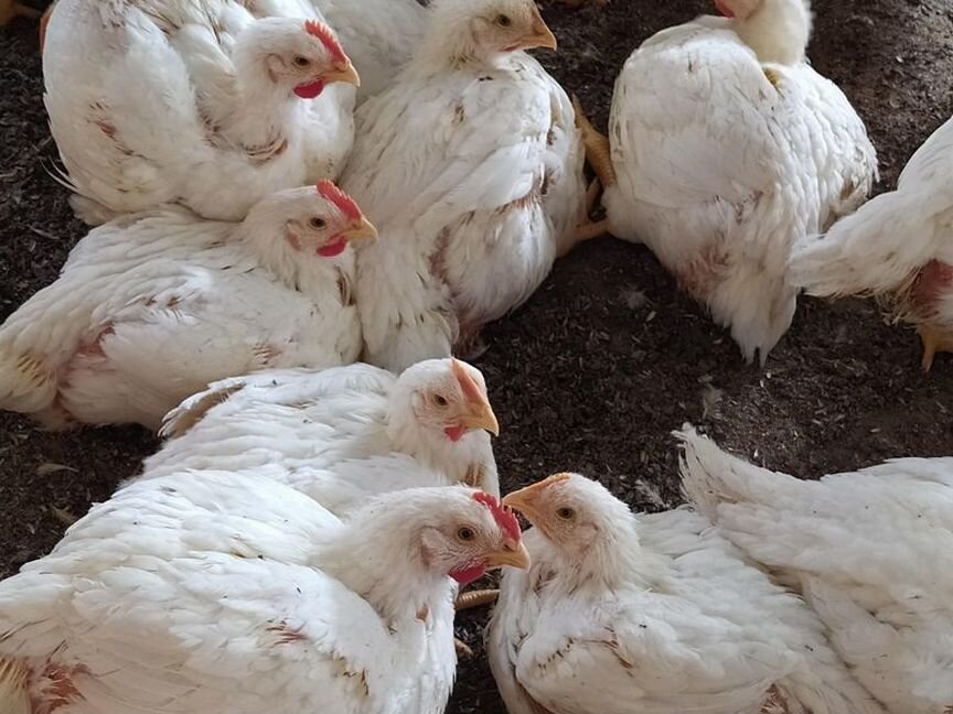 Бройлер подрощенный