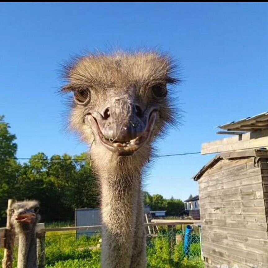 Семья страусов