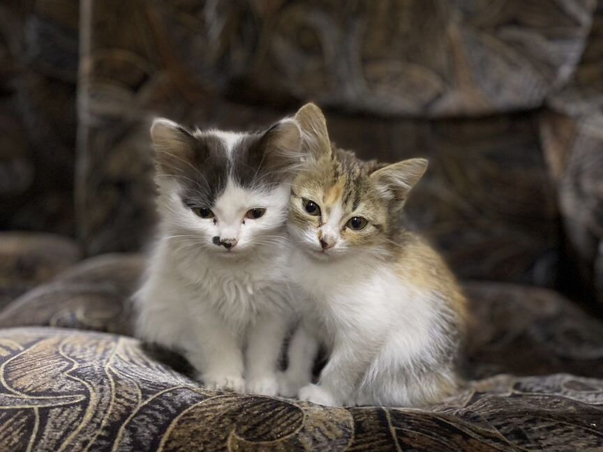 Котята в добрые руки бесплатно
