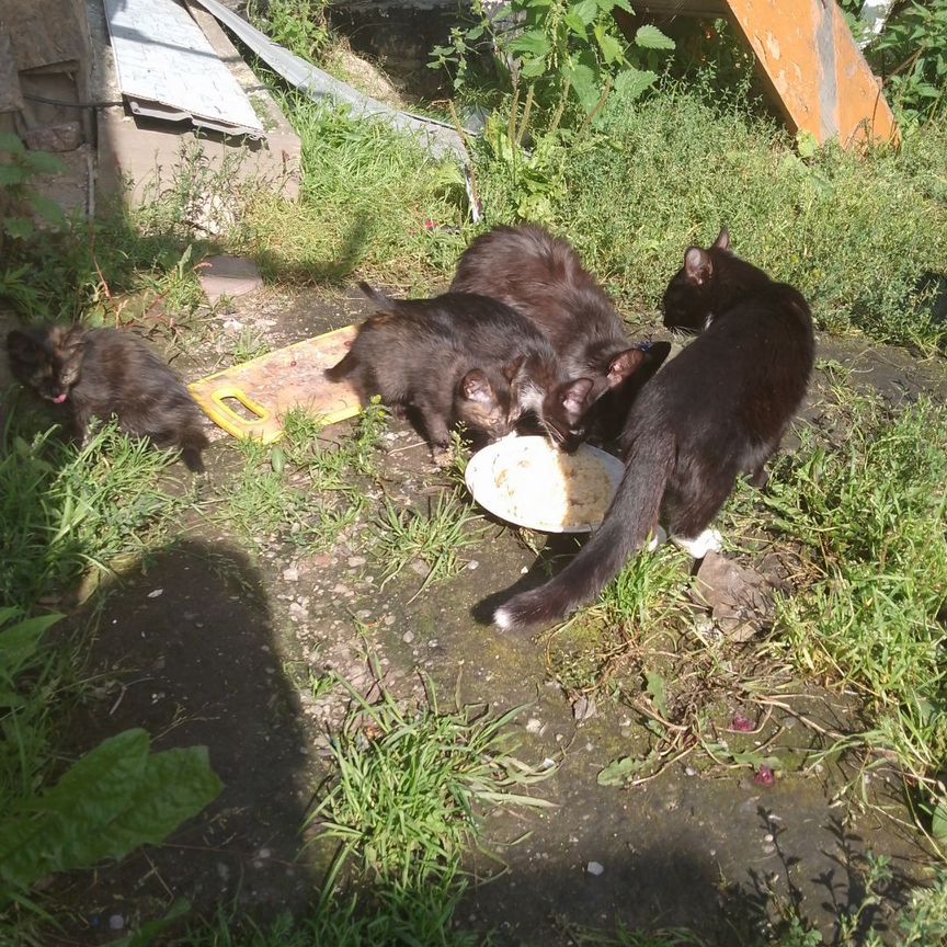 Котята в добрые руки