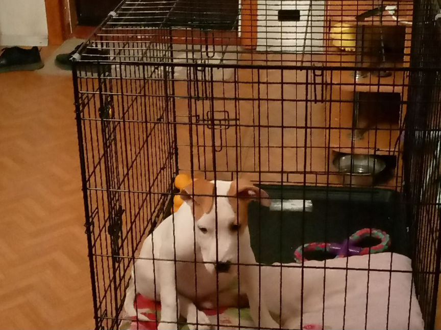 Щенок с вольером