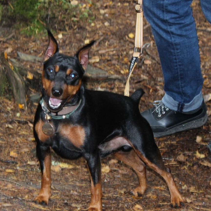 Цвергпинчер, взрослый пёс