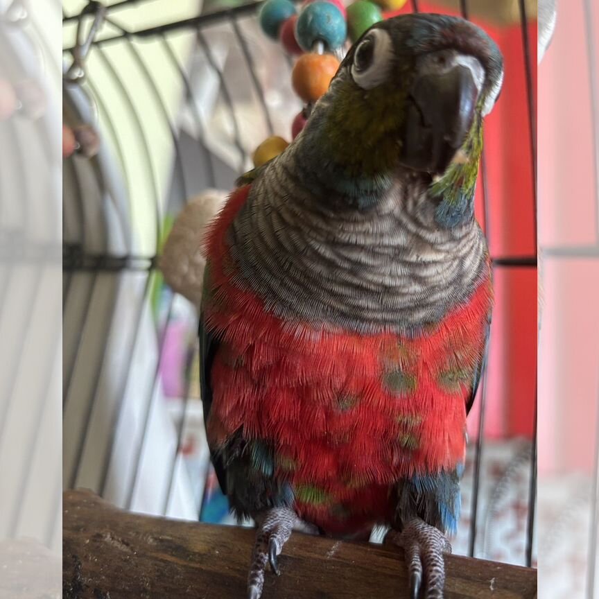 Попугай пиррура