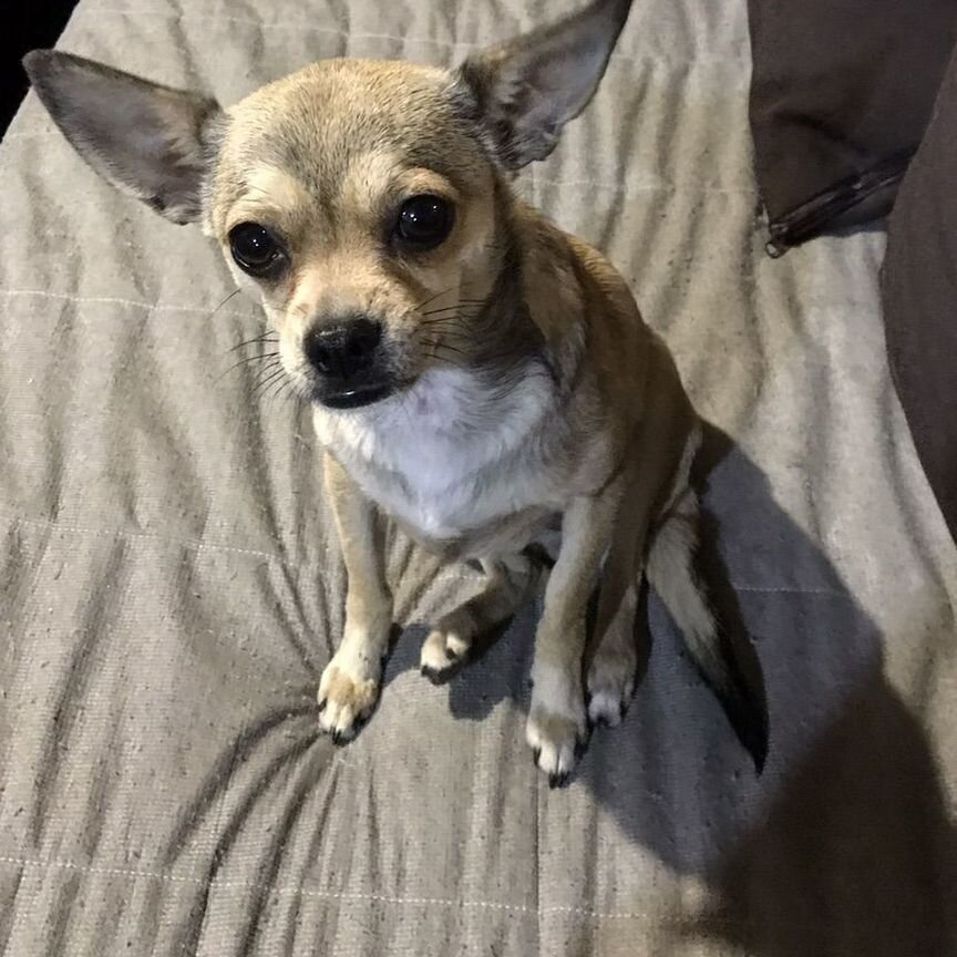 Отдам в добрые руки