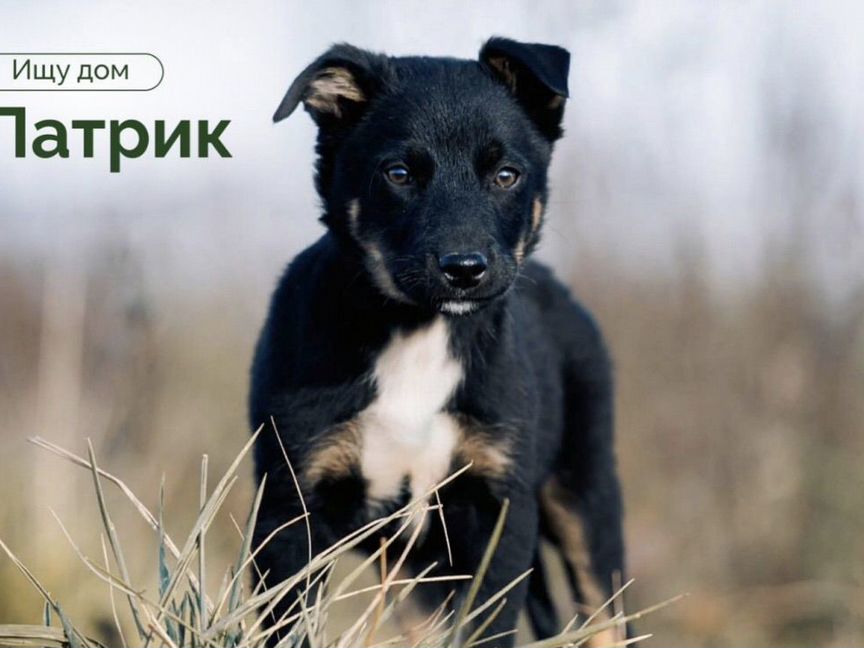 Щенок Патрик в добрые руки