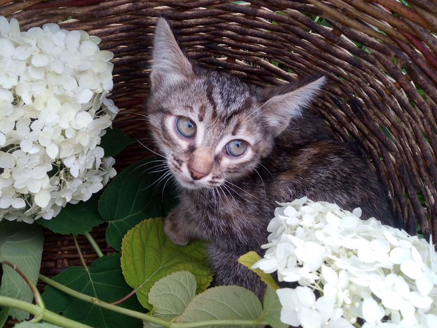 Котенок
