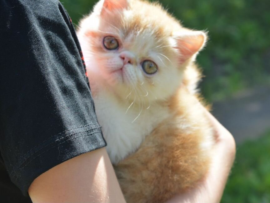 Экзотические короткошерстные котята