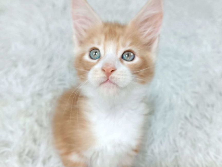 Котик мейнкун - мейн-кун котенок
