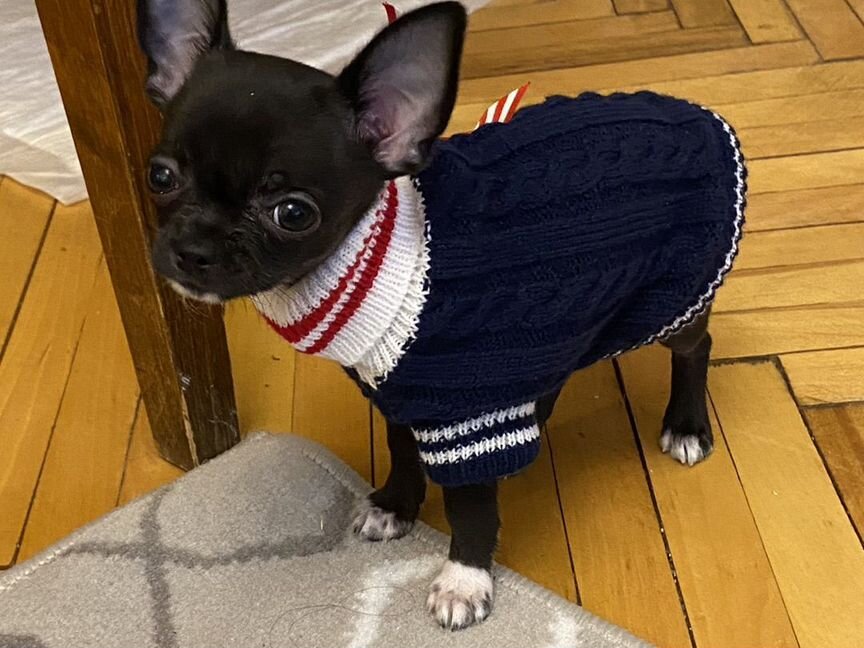 Кофта для собак