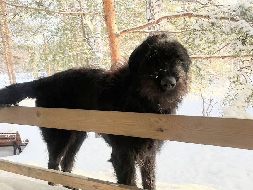 Терра, помесь с русским черным терьером