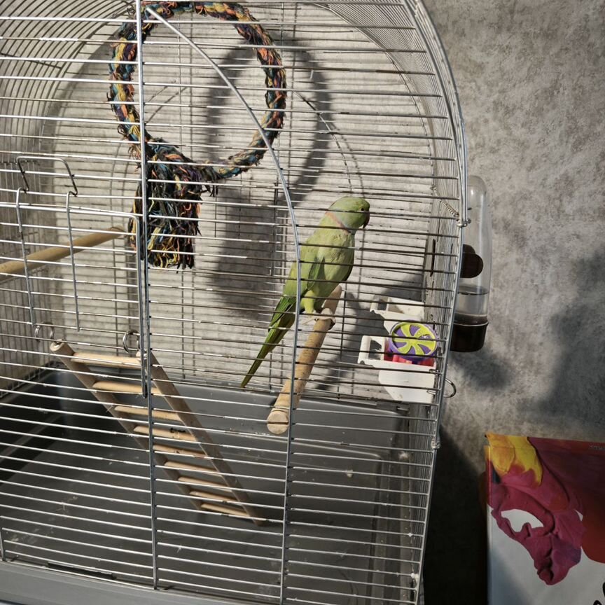 Ожереловый попугай