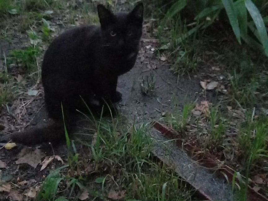 Домашний кот ищет хозяина
