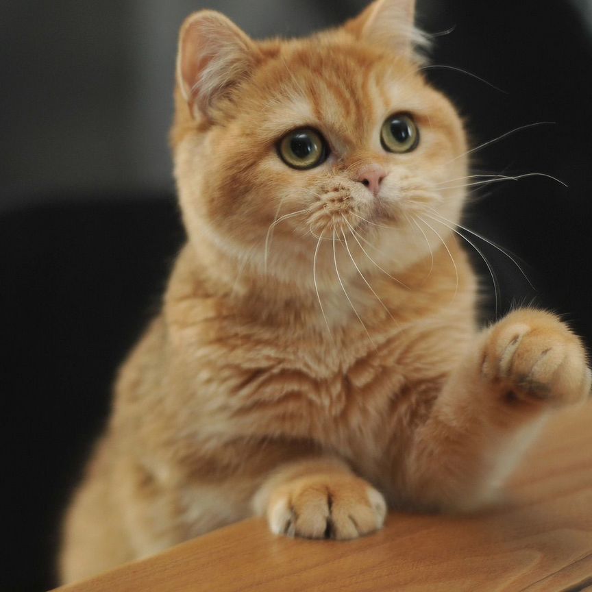 Кошка золотая шиншилла в добрые руки