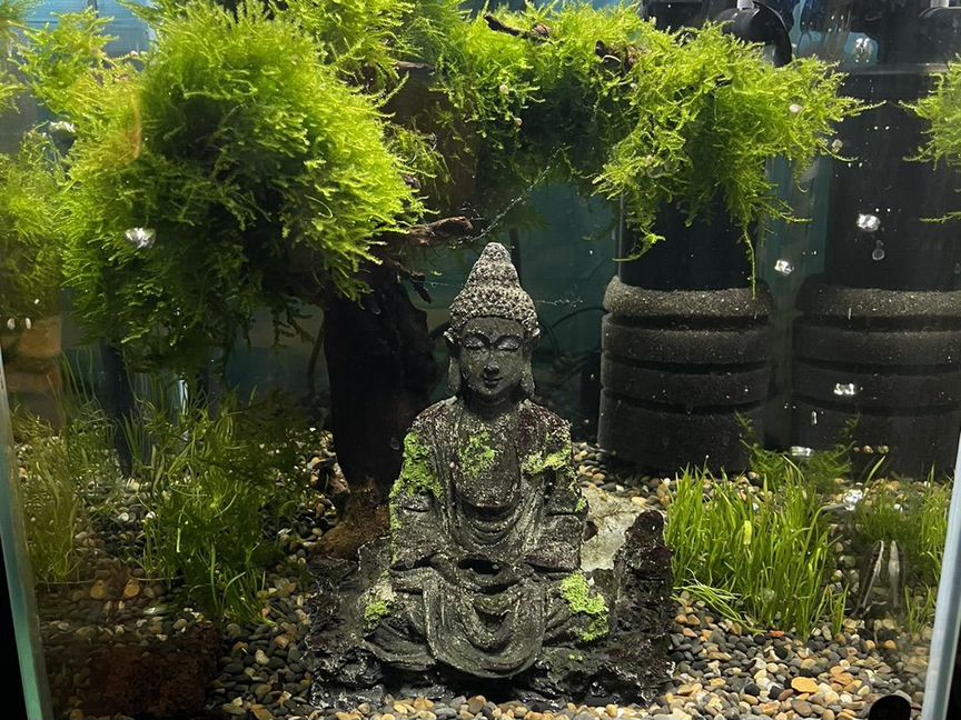 Аквариумный мох Крисмас