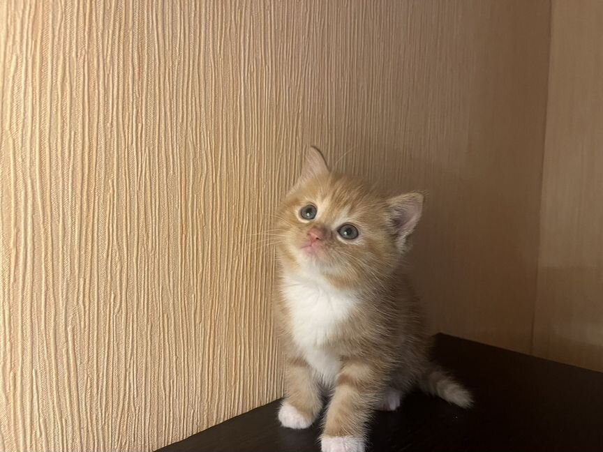 Рыжий котенок мальчик