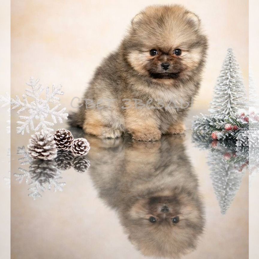 Померанский шпиц, щенок