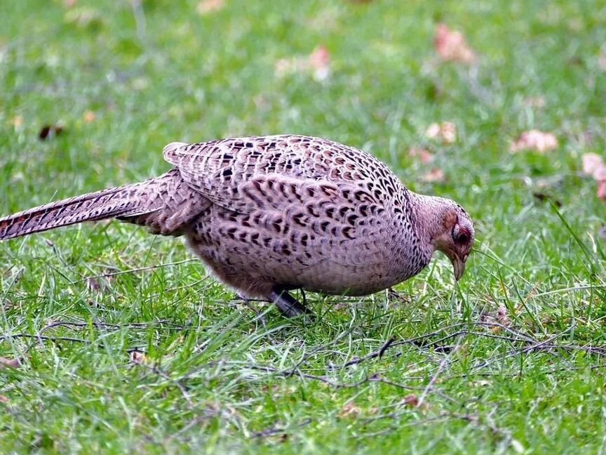 Фазан дикий к Новому Году