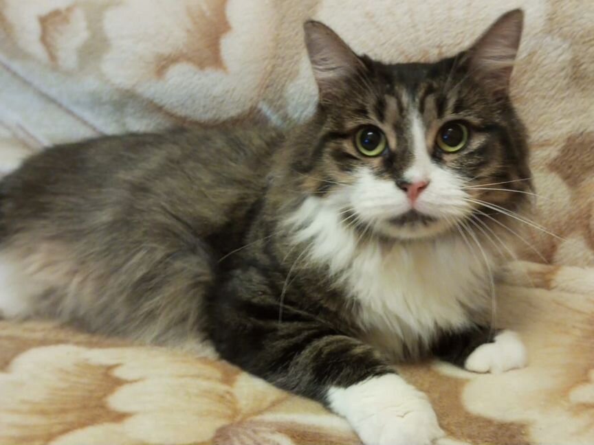 Кошечка в добрые руки