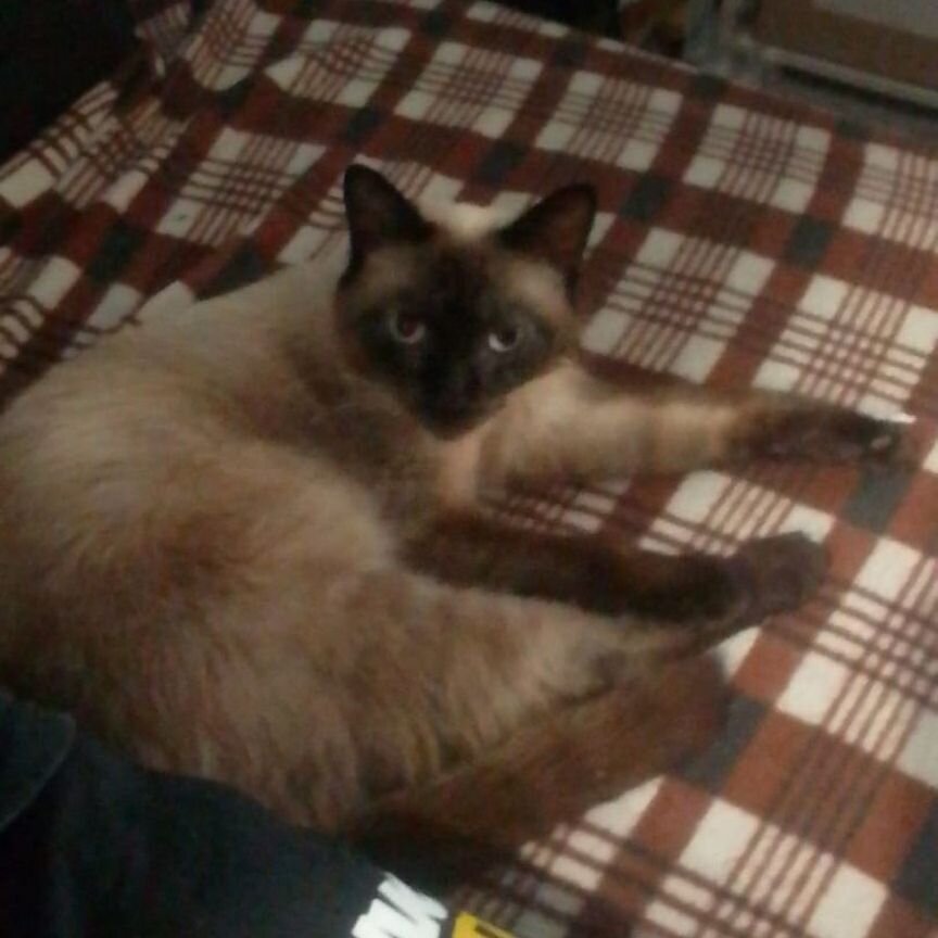 Ищу новых хозяев или передержку