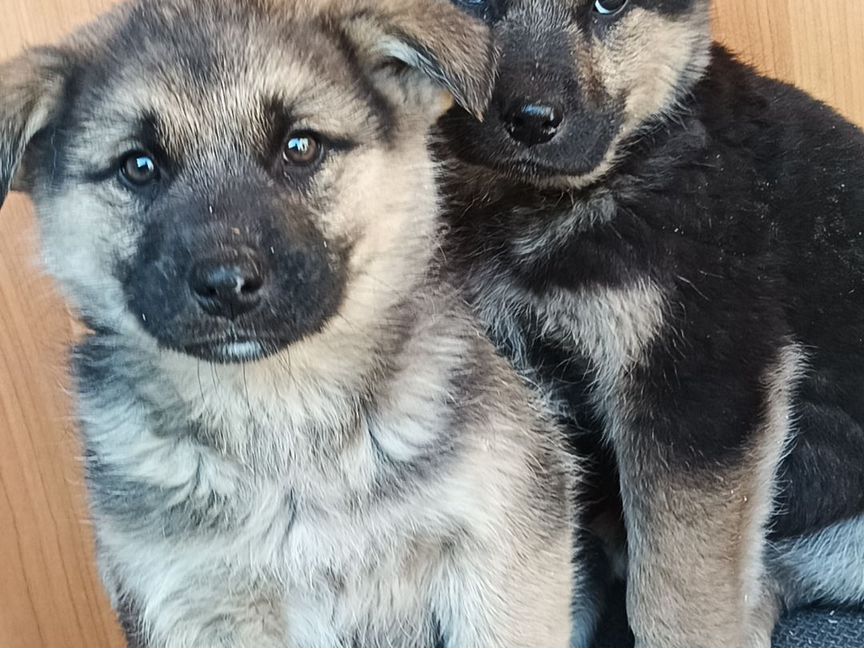 Восточноевропейская овчарка помесь