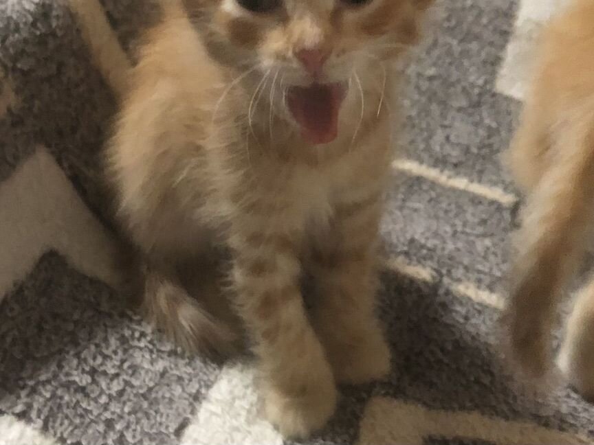 Котята бесплатно