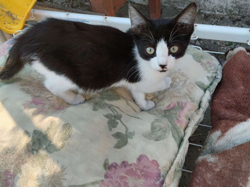 Кошка в дар бесплатно