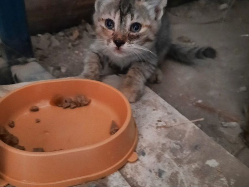 Котенку нужна помощь