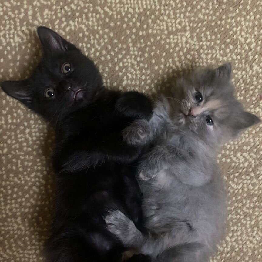 Отдам котят в добрые руки