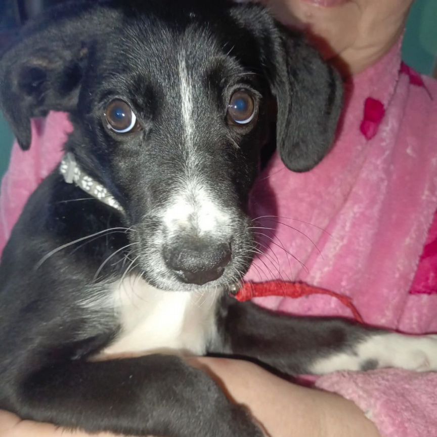 Девочка ищет новый дом