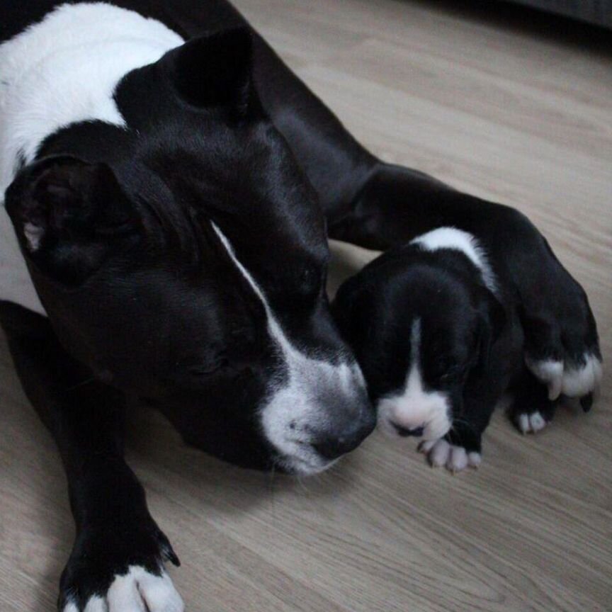 Щенки Стаффорд