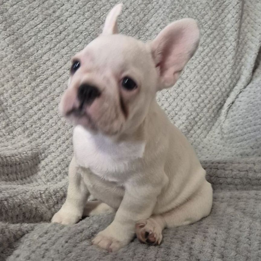 Французский бульдог щенки