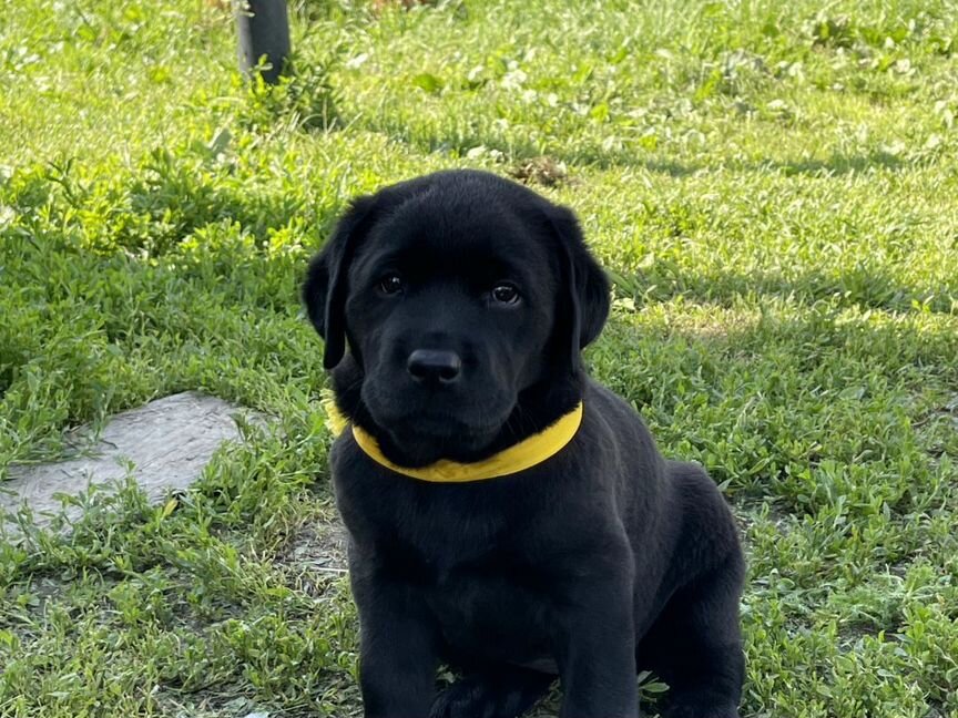 Лабрадор РКФ