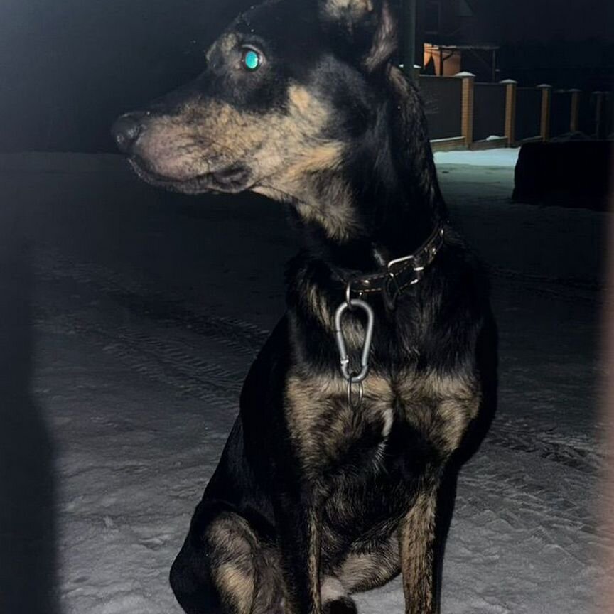 Прибился кобелек