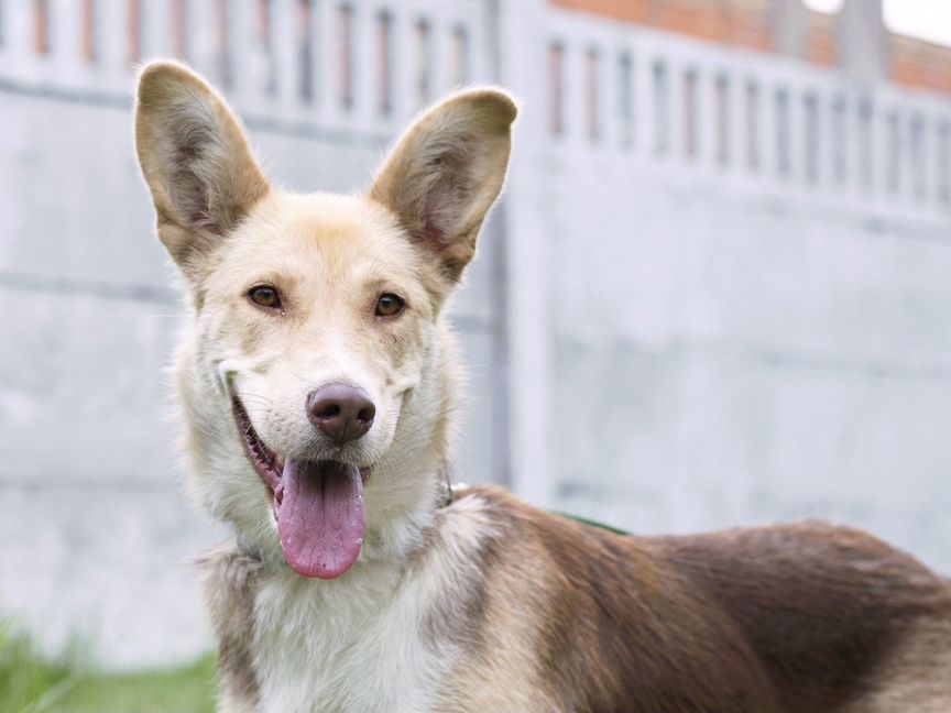 Алёнке очень нужен дом. В добрые руки