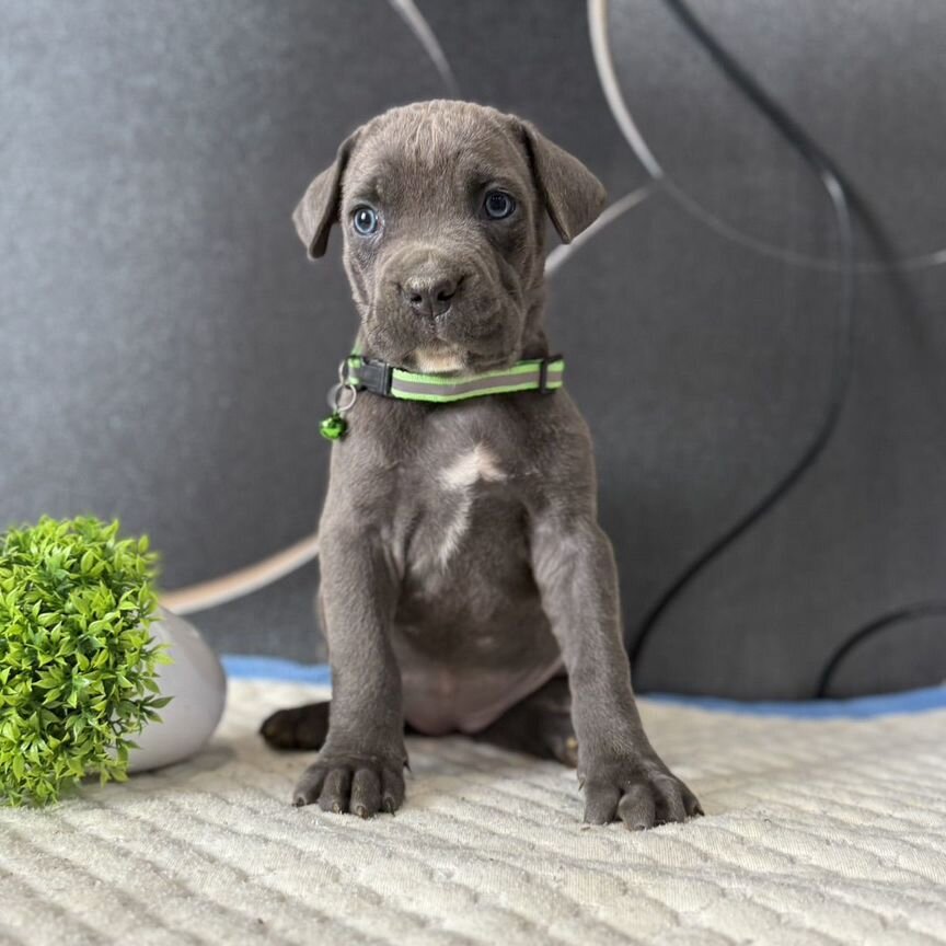 Корсо пупсы