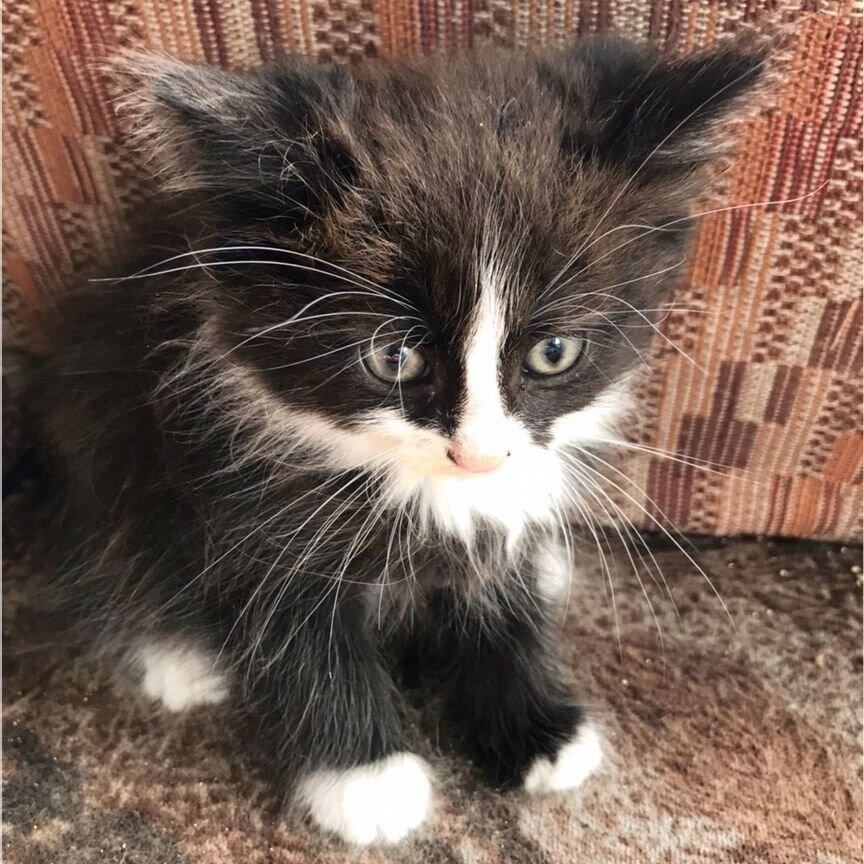 Котята в дар