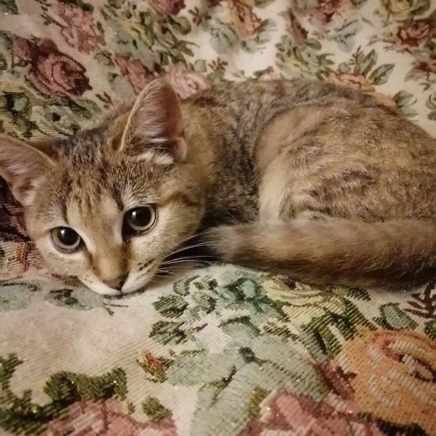 Котёнок