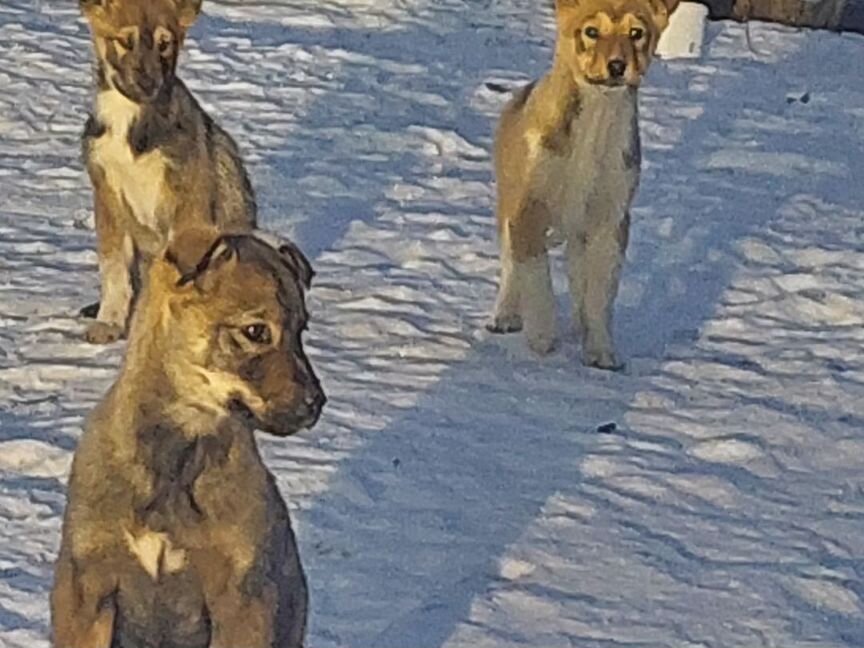 Собака в добрые руки отдам бесплатно