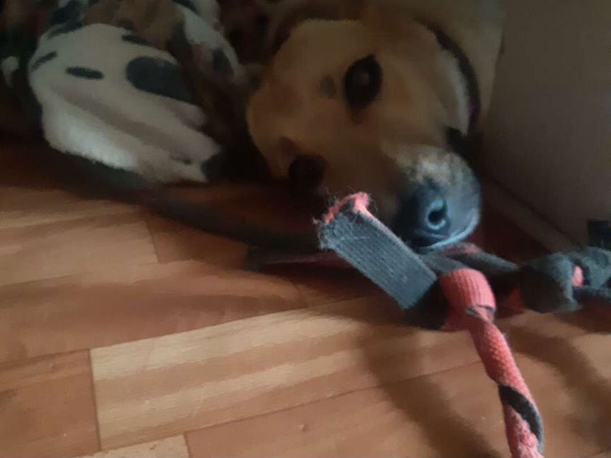Ищем дом