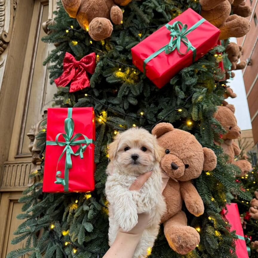 Собака мальтипу мини