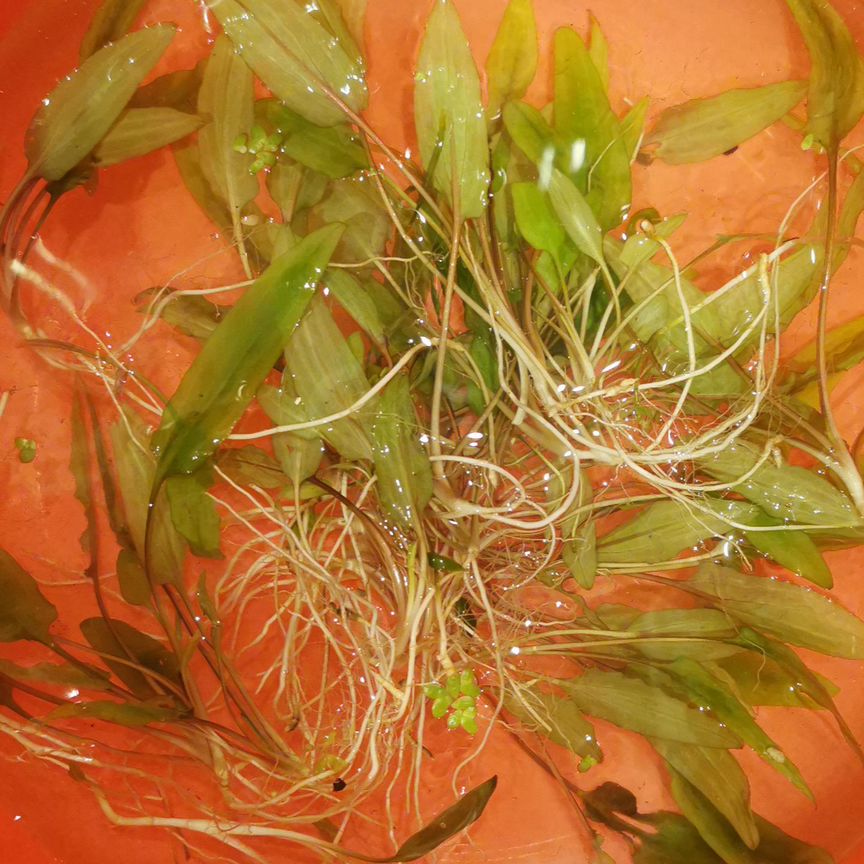 Растение в аквариумное