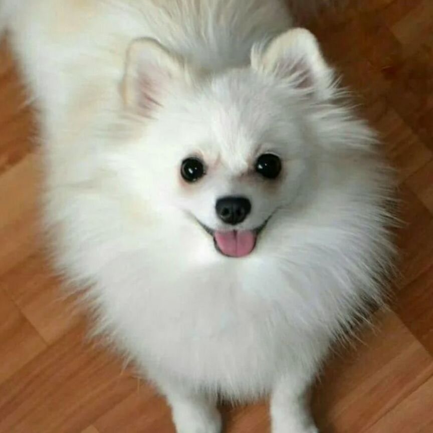 Отдам в добрые руки шпиц