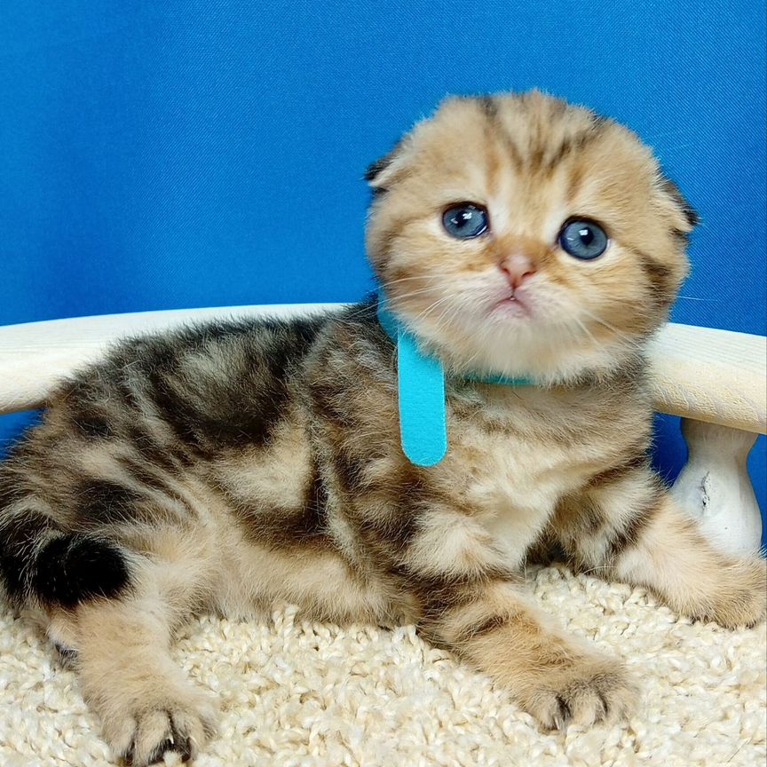 Шотландский вислоухий короткошёрстный котёнок