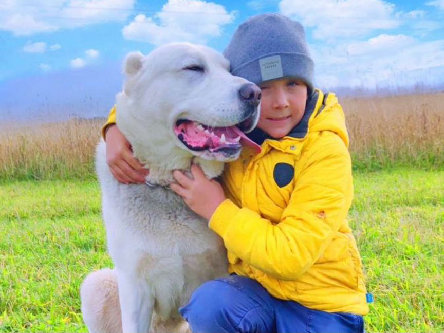 Среднеазиатская овчарка