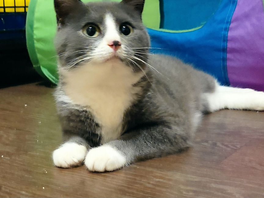 Кошка в дар бесплатно