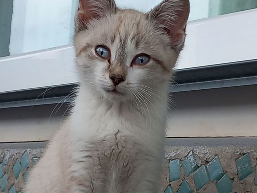 Кошечка Сима