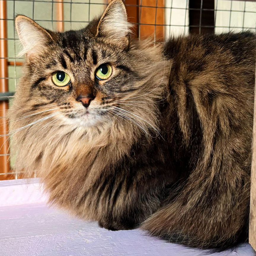 Сибирская, взрослая кошка